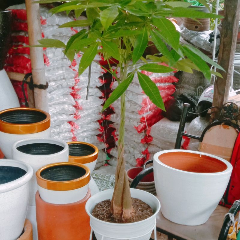 Jual tanaman hias Pachira / pohon duit / pohon pacira aquatica big size ...