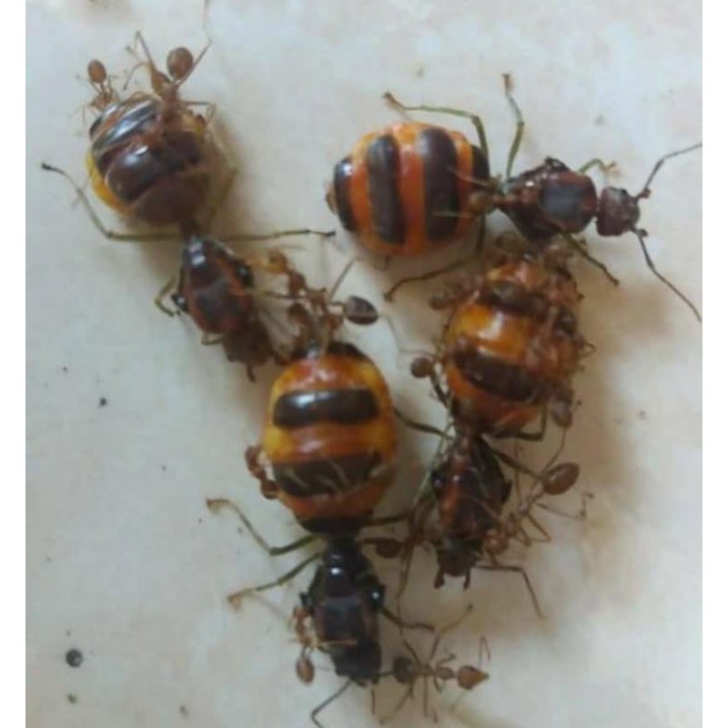 Jual ratu semut rangrang | Shopee Indonesia