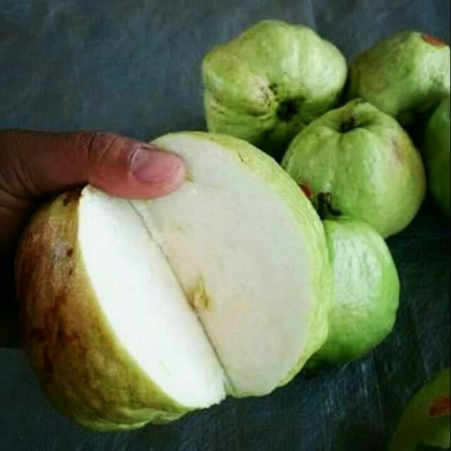 Jual Bibit Tanaman Jambu Kristal Berbunga | Shopee Indonesia