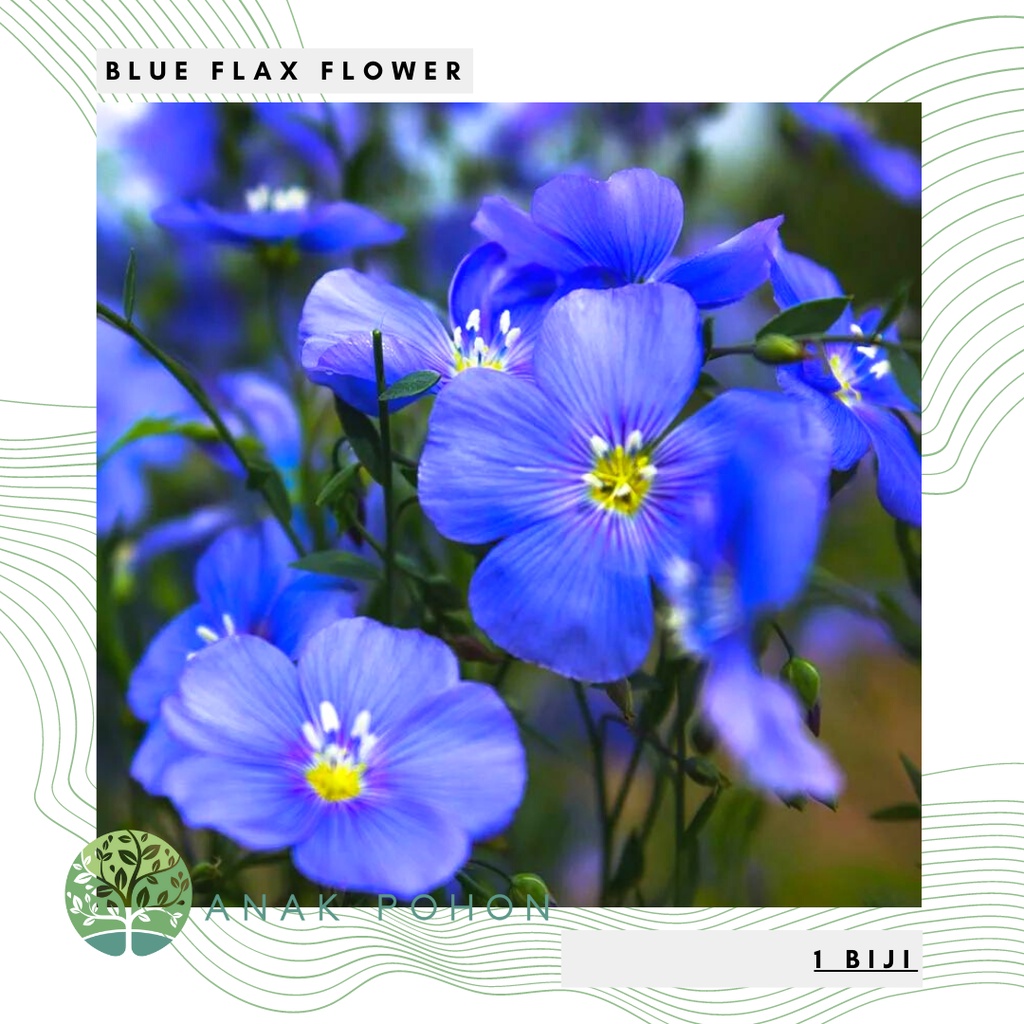 Jual Benih Bibit Biji - Bunga Blue Flax Biru Flower Seeds - IMPORT ...