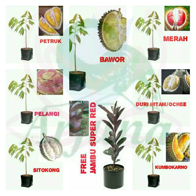 Jual paket hemat 7 bibit tanaman durian - free request | Shopee Indonesia Jual paket hemat 7 bibit tanaman durian - free request | Shopee Indonesia