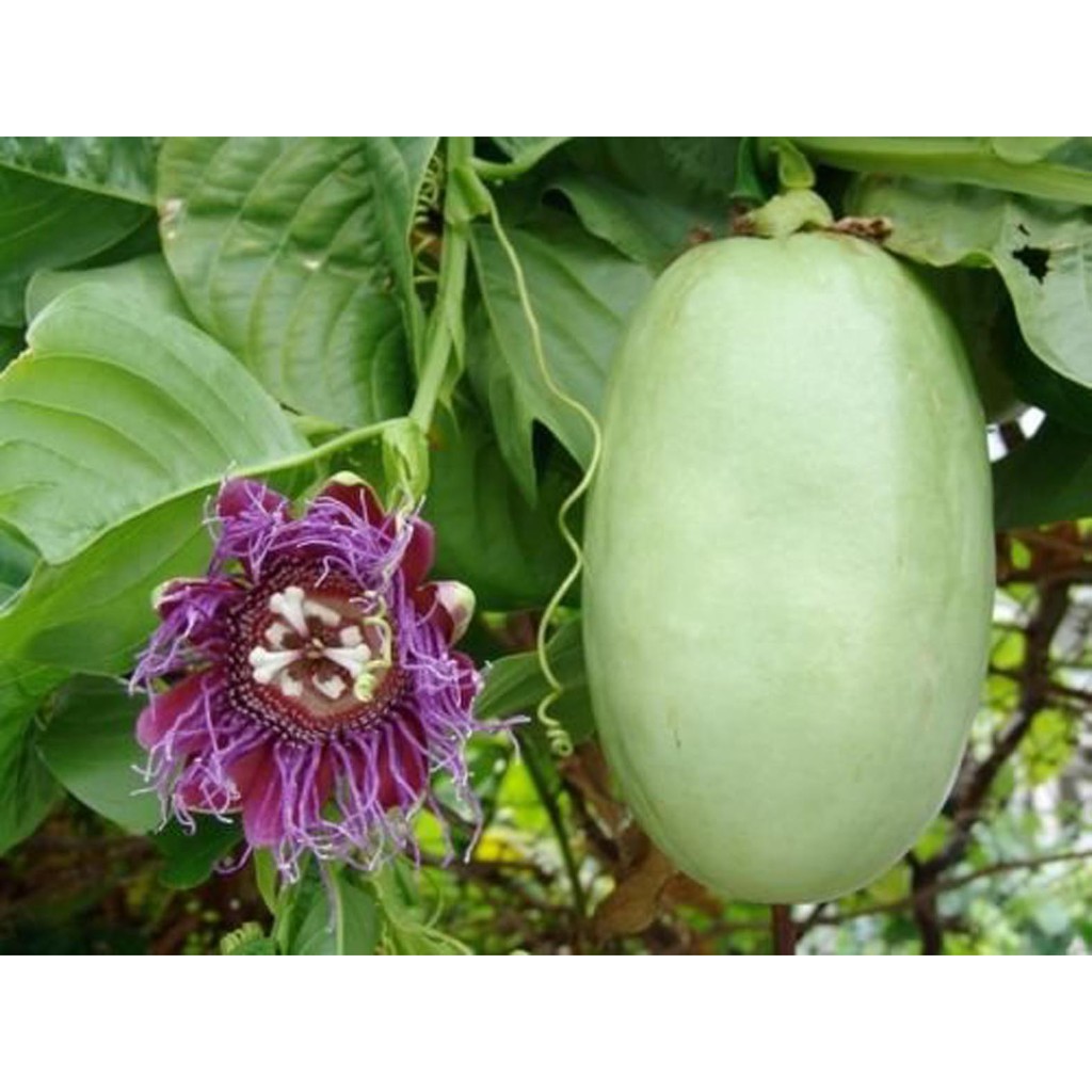 Jual Bibit BenihBiji Buah Markisa Jumbo Big Passion Fruit - Biji ...