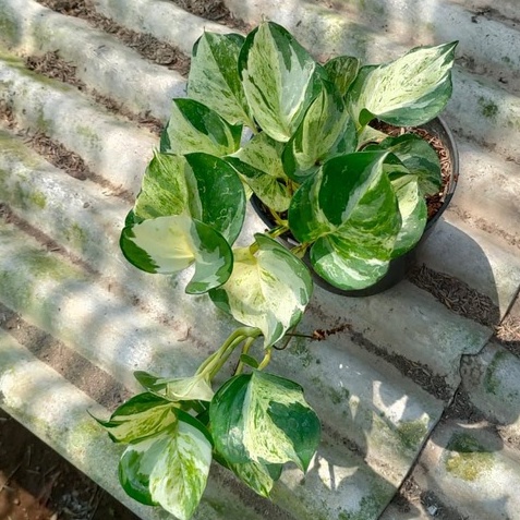 Jual Tanaman Hias Epiprenum Manjula ekonomis Sirih Gading Tanaman Hias ...