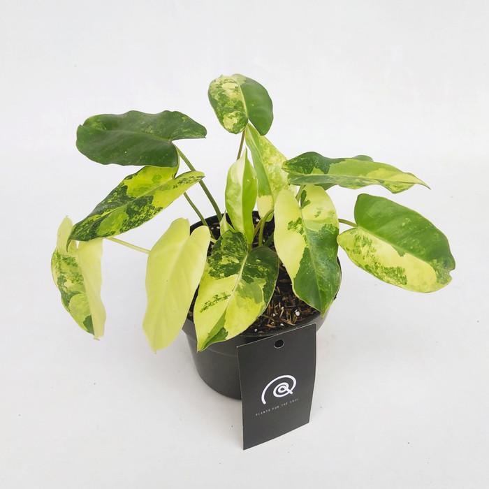 Jual Philodendron 'Burle Marx albo Variegata' - Tanaman hias / Philo ...