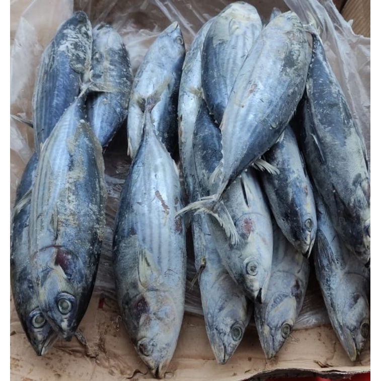 Jual Ikan Cakalang Beku Kapal 1 kg / 10 kg | Shopee Indonesia