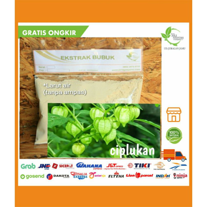 Jual Ciplukan bubuk Ekstrak / buah daun cipluk serbuk Ekstraksi ...