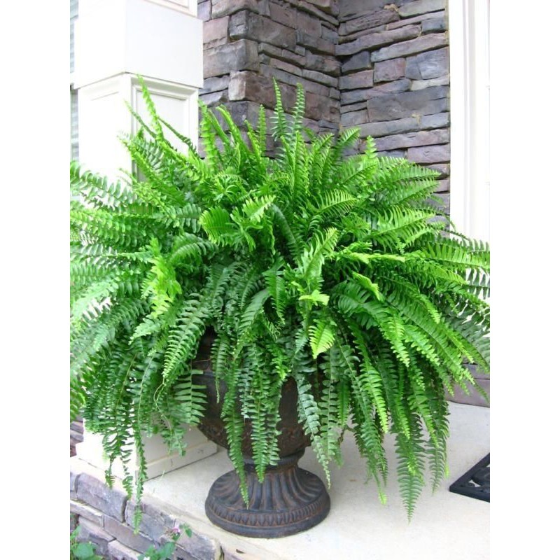 Jual Tanaman hias outdoor bunga paku-pakuan pakis boston fern tanaman ...