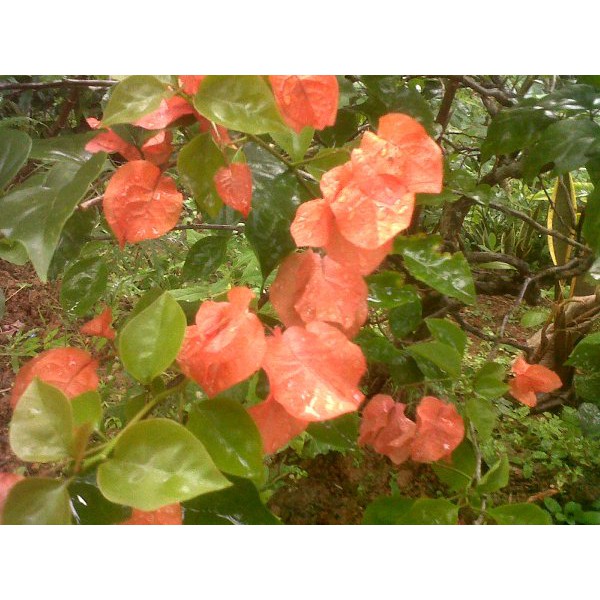 Jual Stek Bunga Kertas atau Bougenville | Shopee Indonesia