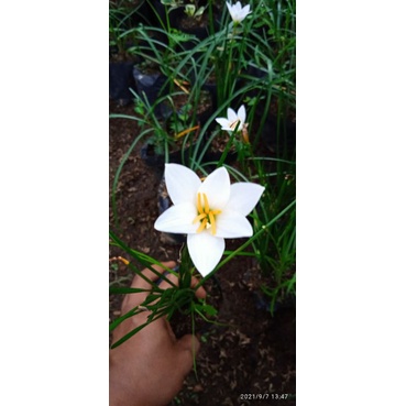 Jual tanaman hidup bunga lili putih | Shopee Indonesia