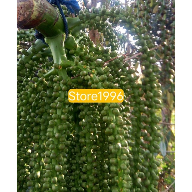 Jual jual Bunga langari pohon aren muda segar 1 kg | Shopee Indonesia