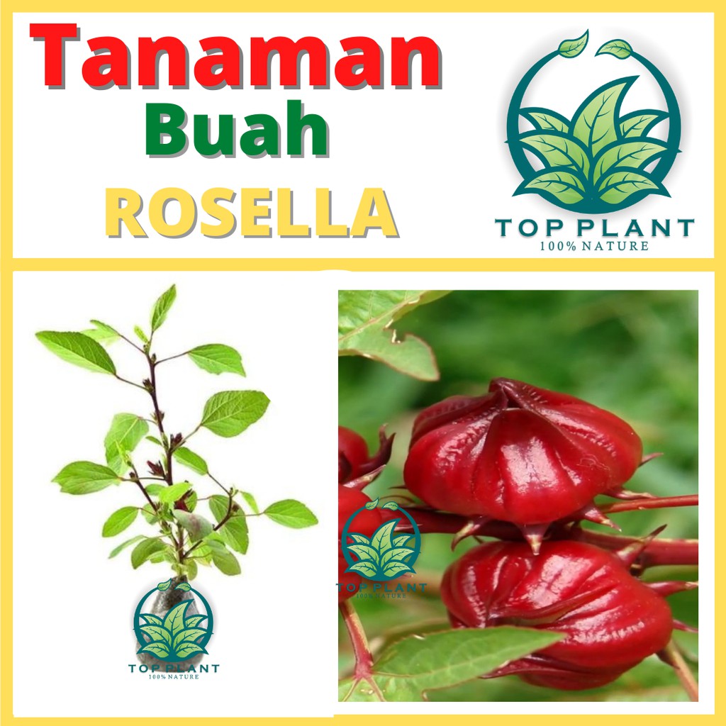 Jual Tanaman Hias bunga Rosella (Hibiscus sabdariffa) - Bibit tanaman ...