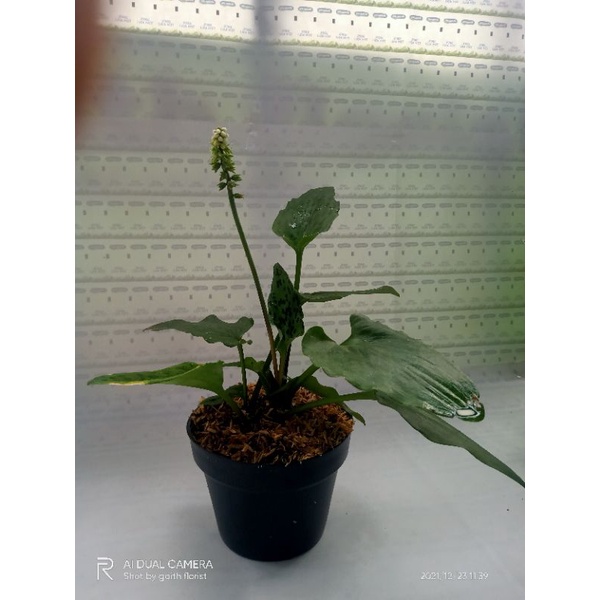 Jual tanaman keladi katak Drimiopsis maculata | Shopee Indonesia