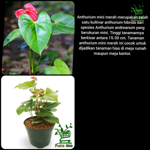 Jual Tanaman Hias Anthurium Merah - Anthurium Lokal - Bunga Kala Mirip ...