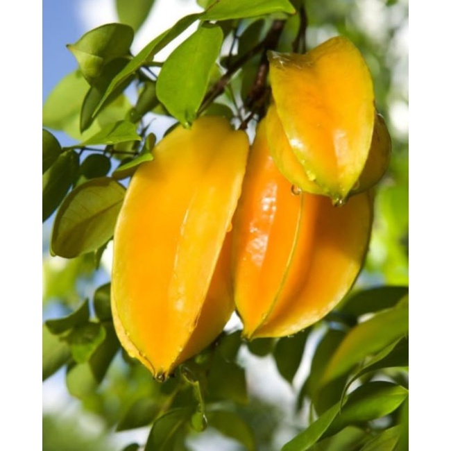 Jual Tanaman BELIMBING MADU BERBUAH/BERBUNGA | Shopee Indonesia
