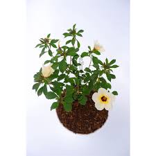 Jual Tanaman Hias Bunga Yolanda (Ranunculus acris)-bunga berbunga ...