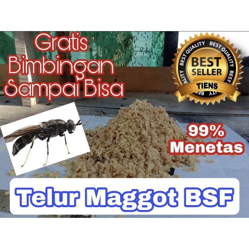 Jual Telur Maggot bsf magot bsf/ telur bsf paket Sesuai Budge | Shopee ...