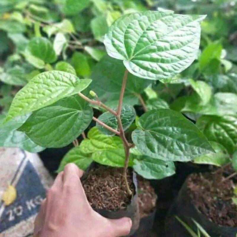 Jual TANAMAN SIRIH HERBAL / POHON SIRIH / TANAMAN SIRIH OBAT HERBAL ...