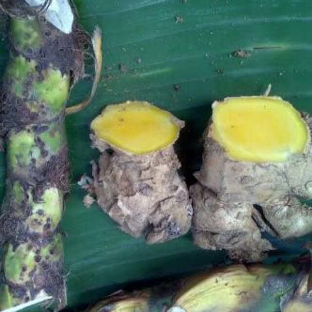 Jual Dlingo bengle | Shopee Indonesia