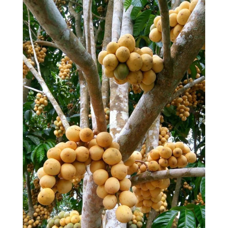 Jual bibit Dukong / duku malaysia | Shopee Indonesia