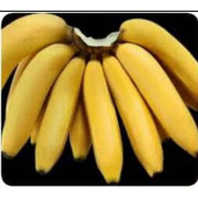 Jual BIBIT BUAH PISANG AMBON MINI UNGGUL | Shopee Indonesia