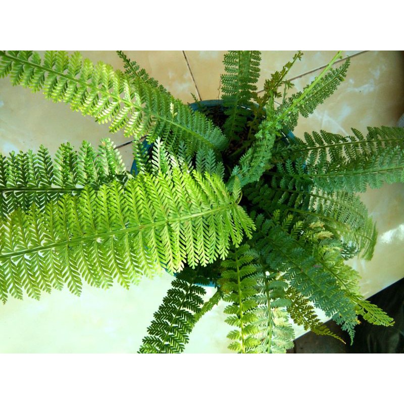 Jual PROMO Tanaman hias pakis embun -pakis hutan langka-pakis unik ...