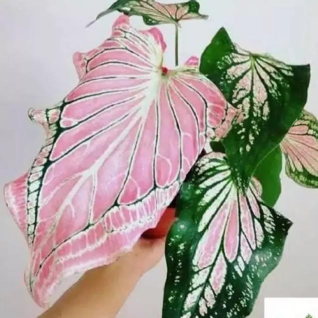 Jual Tanaman Hias Pohon Kladi Wayang/Bunga Kaladium Wayang | Shopee ...