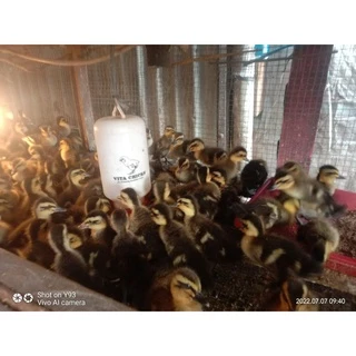 Jual bebek alabio Harga Terbaik & Termurah April 2025 | Shopee Indonesia