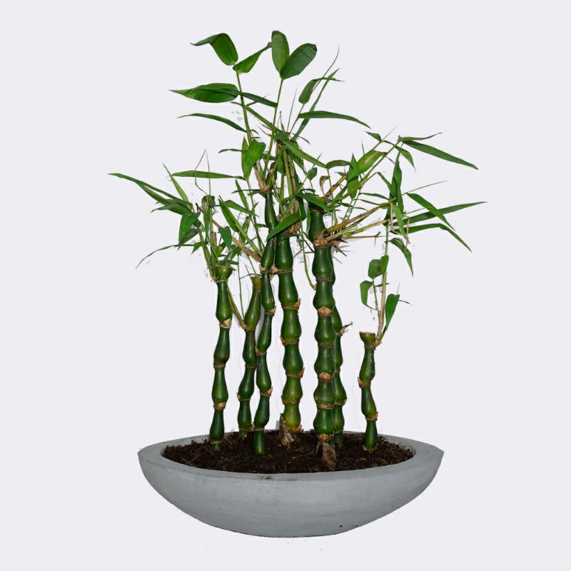 Jual BAMBOO BONSAI/ BAMBUSA VENTRICOSA/ BAMBU TELOR | Shopee Indonesia