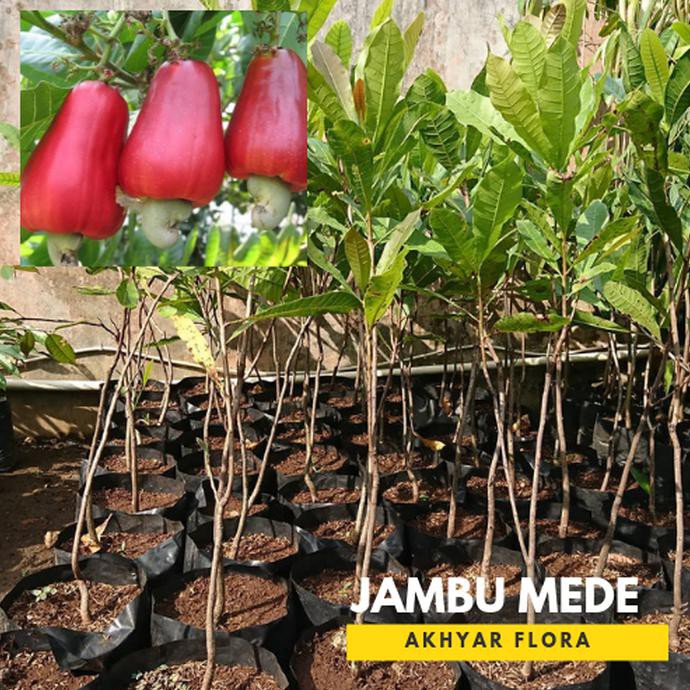 Jual Bibit Buah Jambu Mede Tanaman Buah Jambu Monyet Pohon Jambu Mede ...