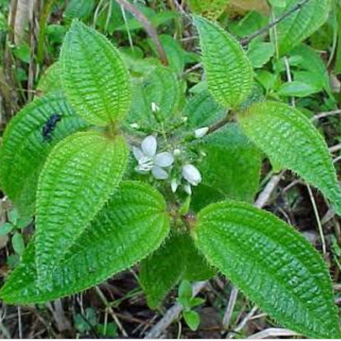 Jual Terbaik terbaik daun harendong bulu atau senggani atu senduduk ...