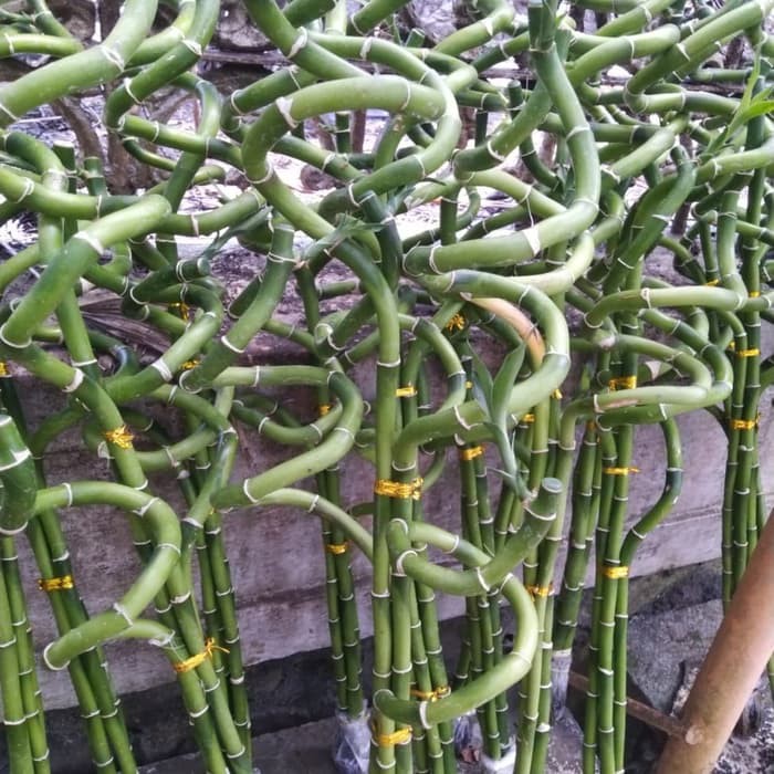 Jual Tanaman Bambu hoki spiral | Shopee Indonesia
