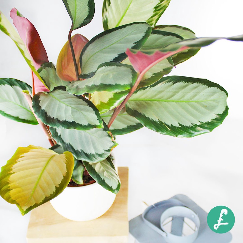 Jual Calathea Darkstar / DAUN BUNG HIAS CALATHEA PICTURATA DARKSTAR ...