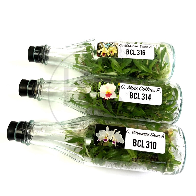 Jual Anggrek Cattleya botol isi 40-50Plant| Bibit anggrek cattleya ...