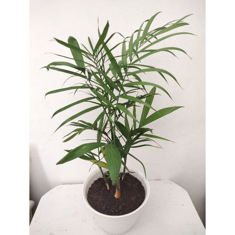 Jual Tanaman hias palem komodoria(palmchamaedoria ) palem bambu ...