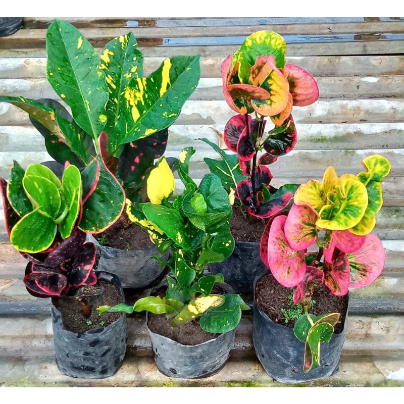 Jual Tanaman Puring Paket Hemat isi 5 jenis | Shopee Indonesia