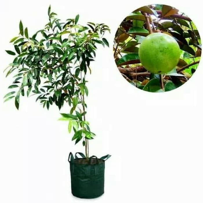 Jual Bibit buah kenitu atau sawo apel | Shopee Indonesia