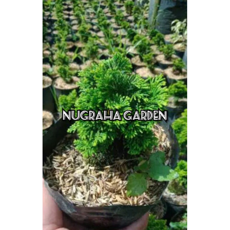 Jual Tanaman Hias cemara inoki mini | Shopee Indonesia