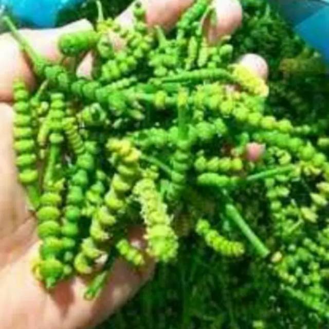 Jual SUCENG UCENG MELINJO | KROTO MELINJO | KEMBANG MELINJO SEGAR ...