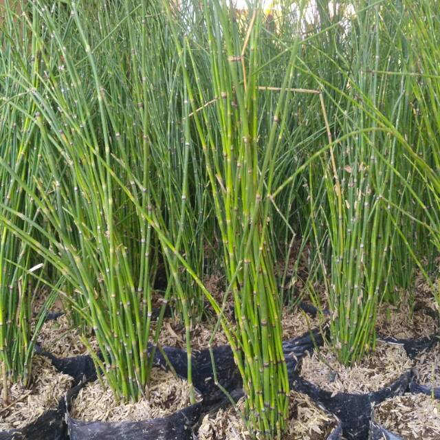 Jual Tanaman hias bambu air - tanaman pot bambu air | Shopee Indonesia