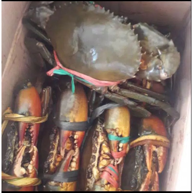 Jual kepiting pejantan jumbo ukuran 2 atu 3 besar per 1kg kak | Shopee ...