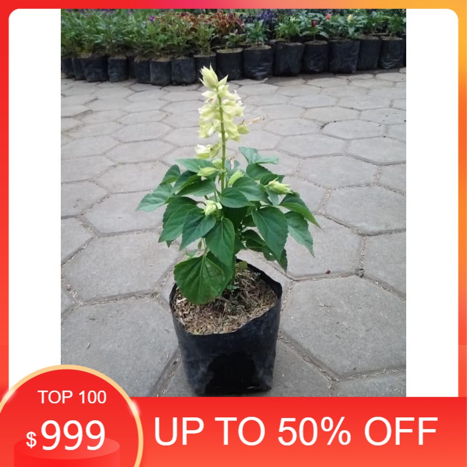 Jual Tanaman Bunga Salvia Putih - Tanaman Hias Salvia | Shopee Indonesia