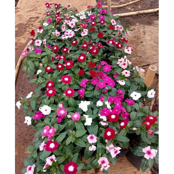 Jual tanaman hias vinca holland,bunga tapak dara tegak, tanaman vinca ...