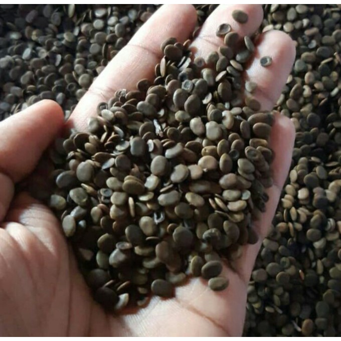 Jual Benih sengon merah 500 gram kualitas super | Shopee Indonesia