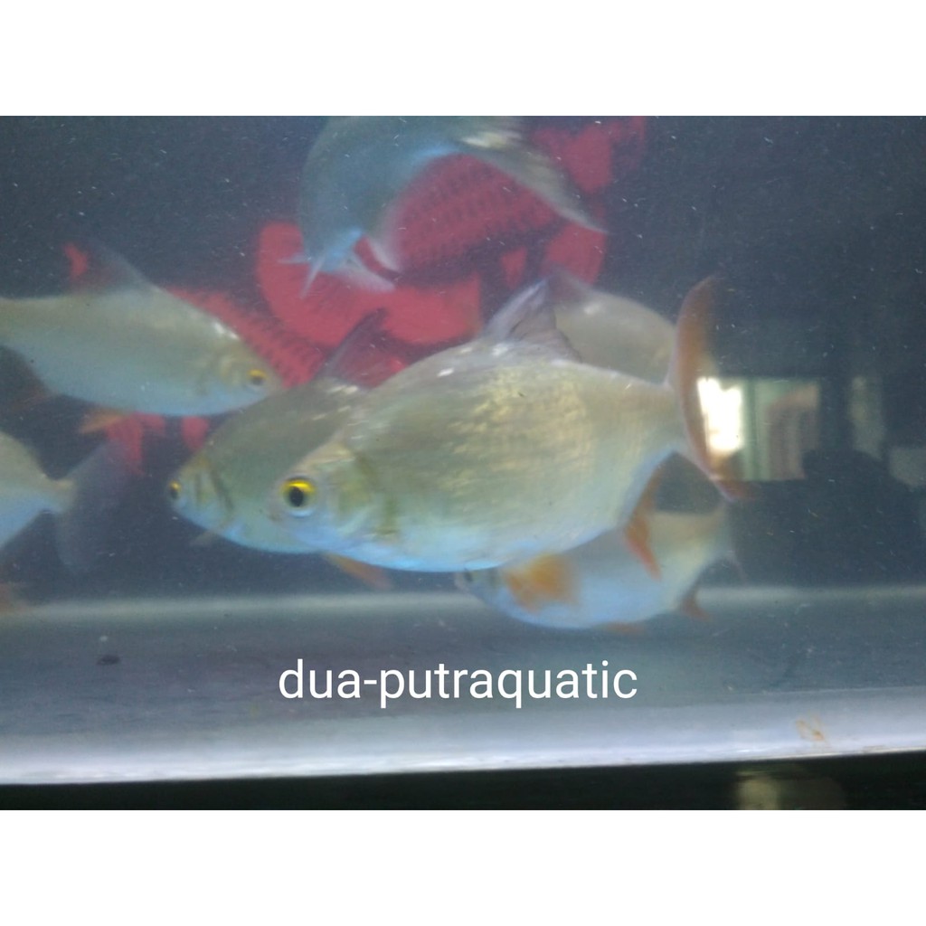 Jual Ikan kaviat (Tankmate Arwana) | Shopee Indonesia