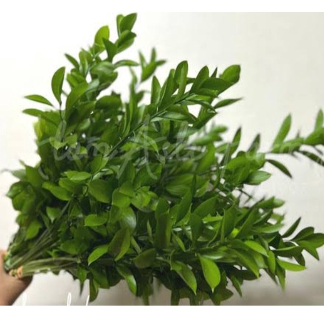 Jual Daun Ruscus 2 Ikat (20 tangkai) | Shopee Indonesia
