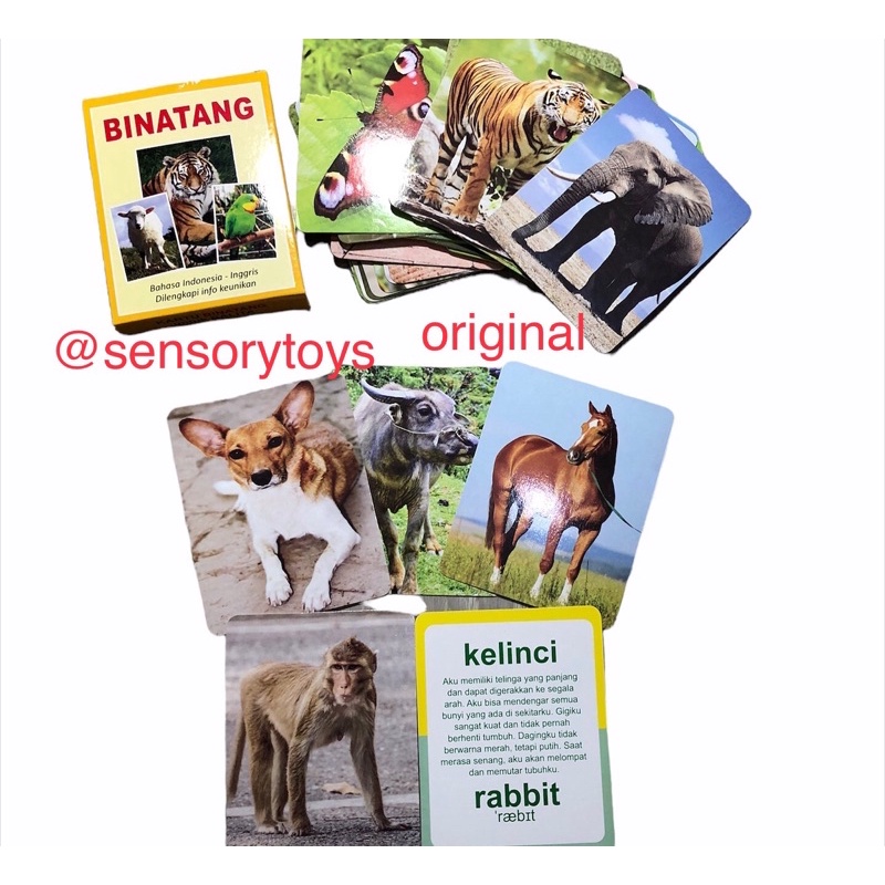 Jual Flash card animal seri 1 kartu pintar binatang | Shopee Indonesia