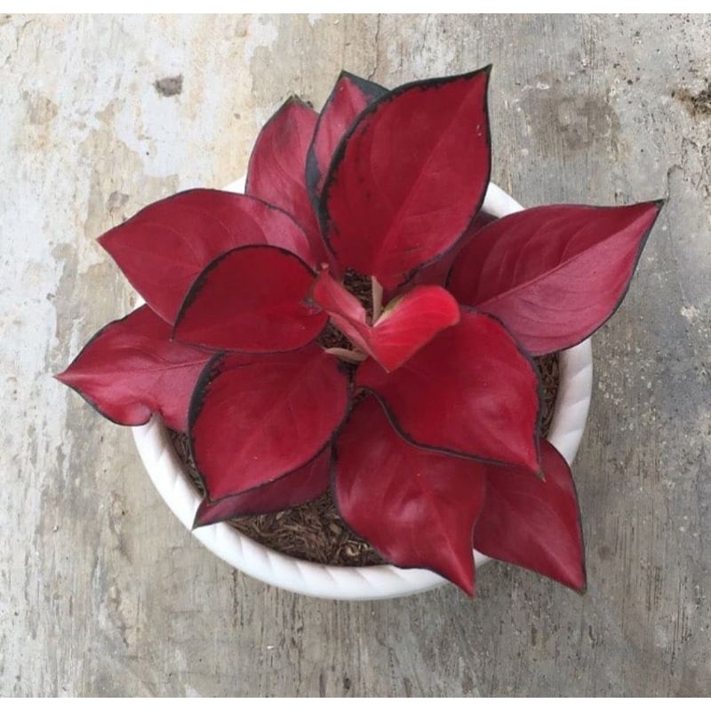 Jual Aglonema Suksom Jaipong Merah Pekat Roset/ Aglaonema Suksom ...