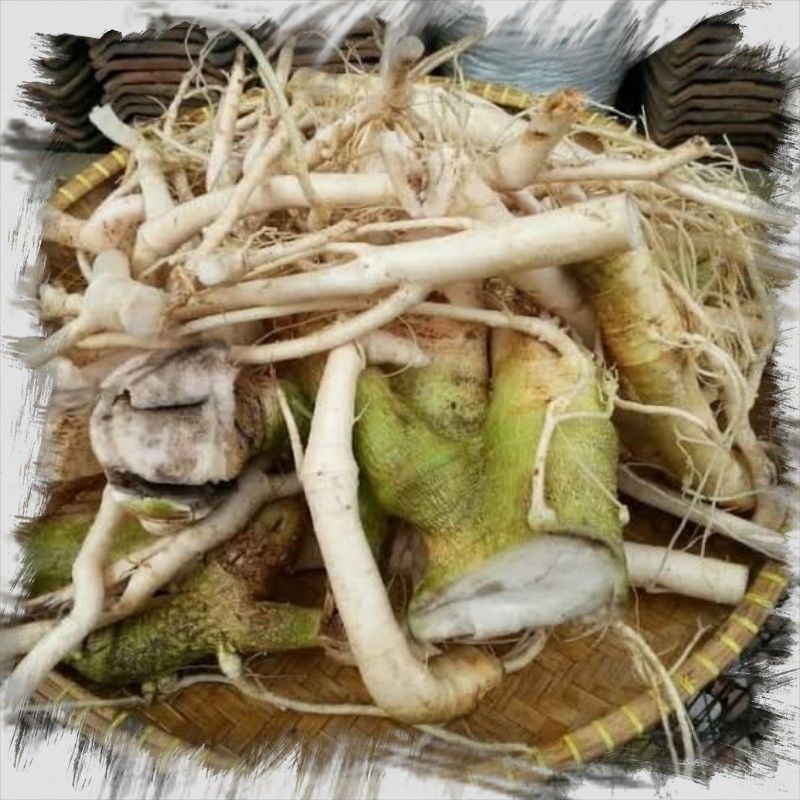 Jual akar pepaya segar 1kg | Shopee Indonesia