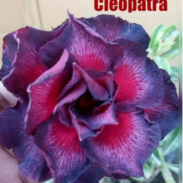 Jual Bunga Kamboja Cleopatra | Shopee Indonesia
