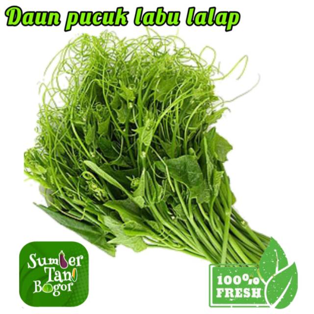 Jual DAUN PUCUK LABU LALAP | Shopee Indonesia